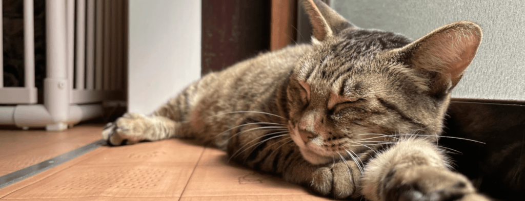 関内・馬車道の憩いの場「VELCAT馬車道店」で心も体も癒される！ - ななめうえトラベル