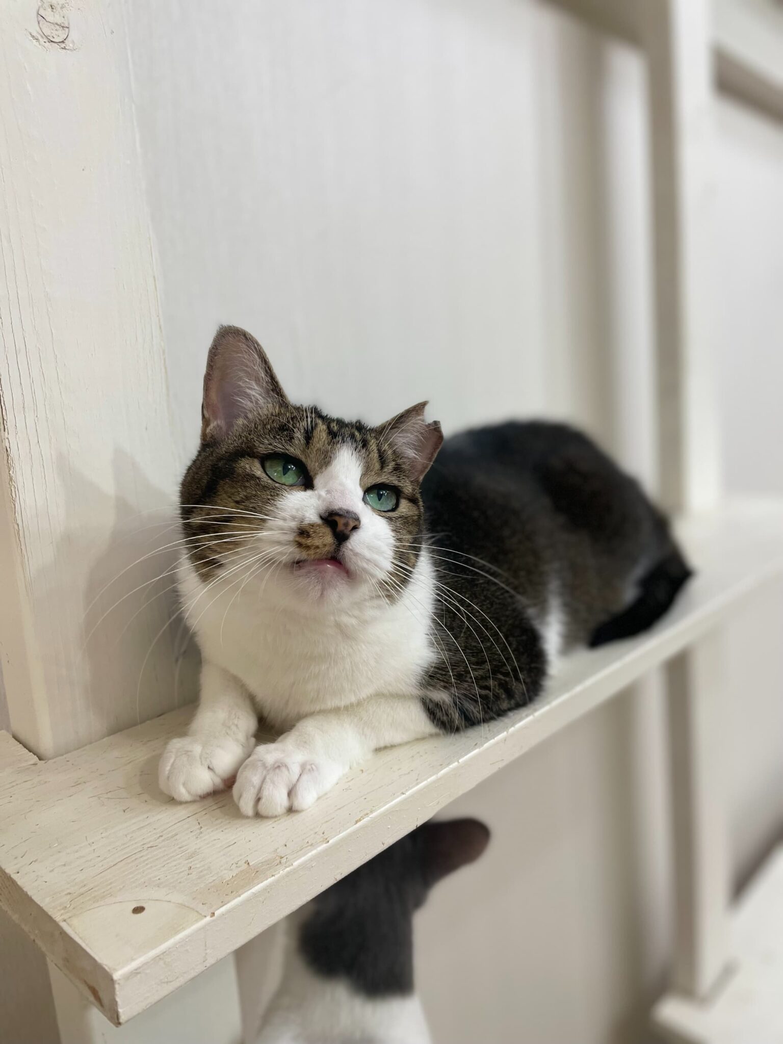 関内・馬車道の憩いの場「VELCAT馬車道店」で心も体も癒される！ - ななめうえトラベル