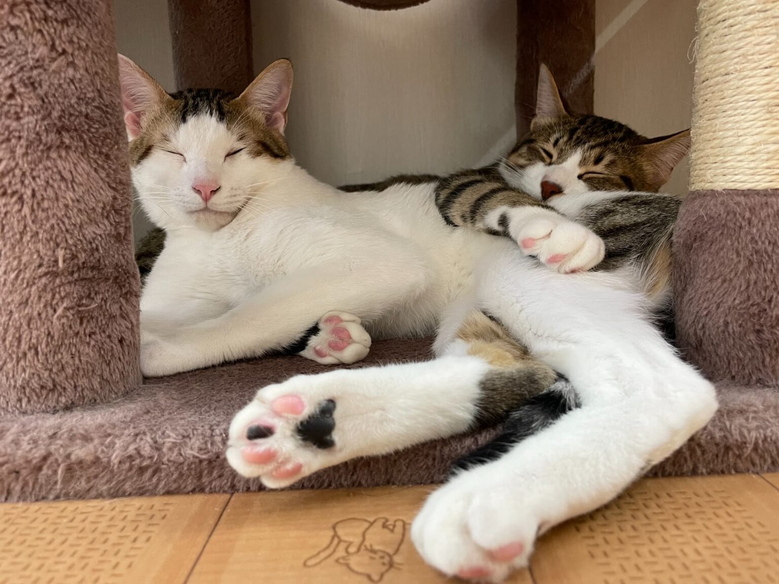 関内・馬車道の憩いの場「VELCAT馬車道店」で心も体も癒される！ - ななめうえトラベル